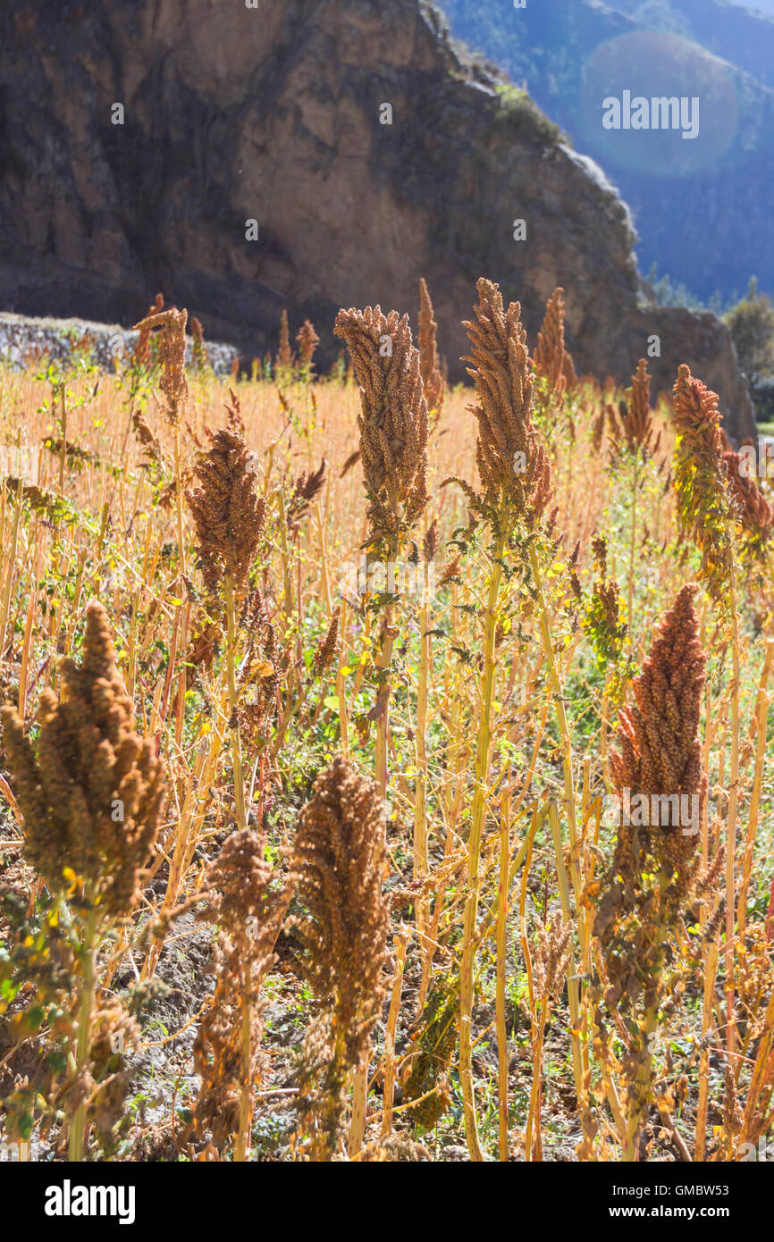 close up of a small farm of Quinoa in the archeological site of ...
