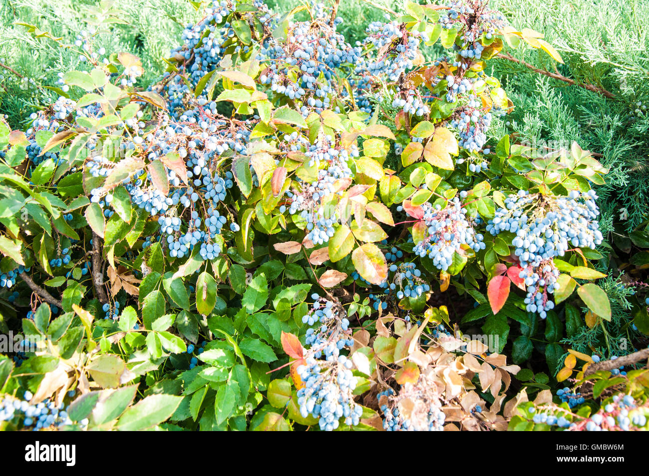 Blue-gray Berry mahonia in the summer garden Stock Photo - Alamy