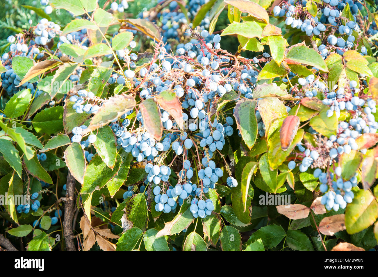 Blue-gray Berry mahonia in the summer garden Stock Photo - Alamy