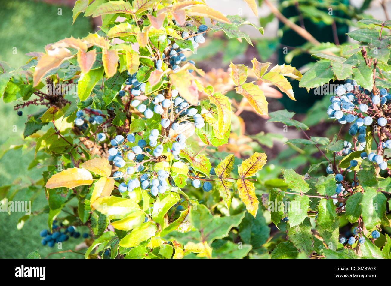 Blue-gray Berry mahonia in the summer garden Stock Photo - Alamy