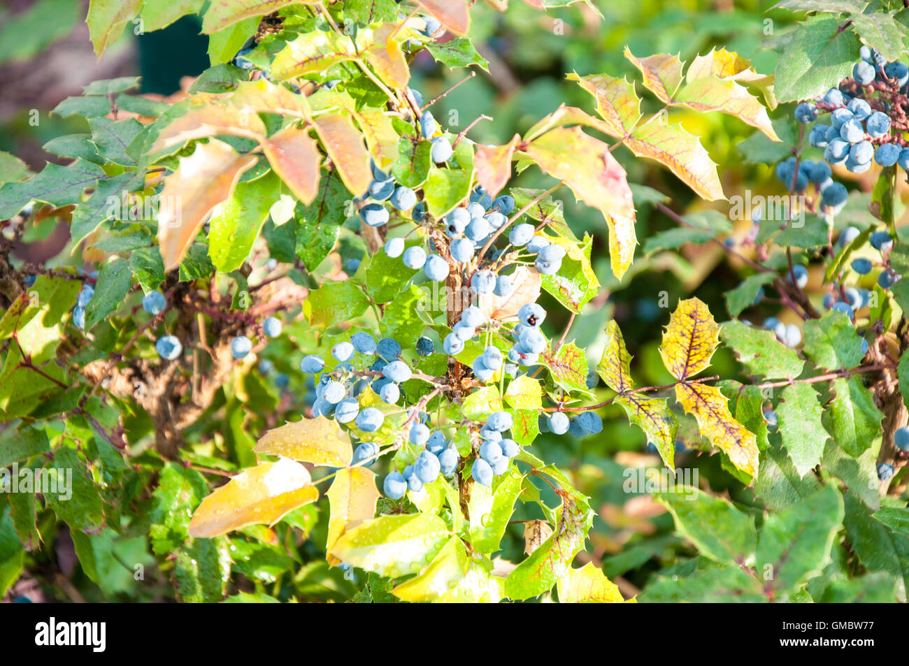Blue-gray Berry mahonia in the summer garden Stock Photo - Alamy