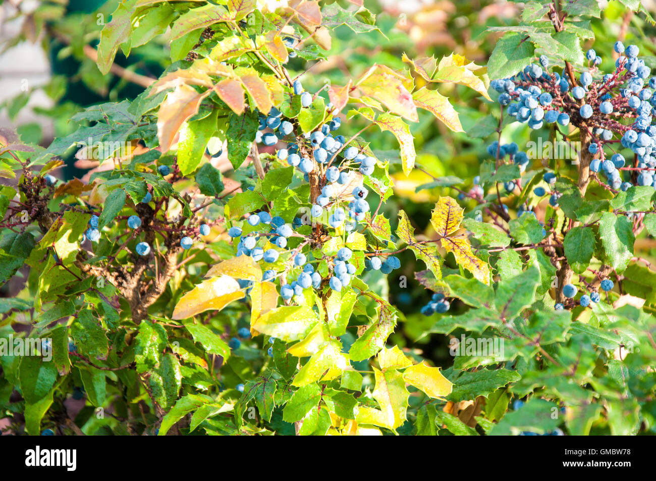 Blue-gray Berry mahonia in the summer garden Stock Photo - Alamy