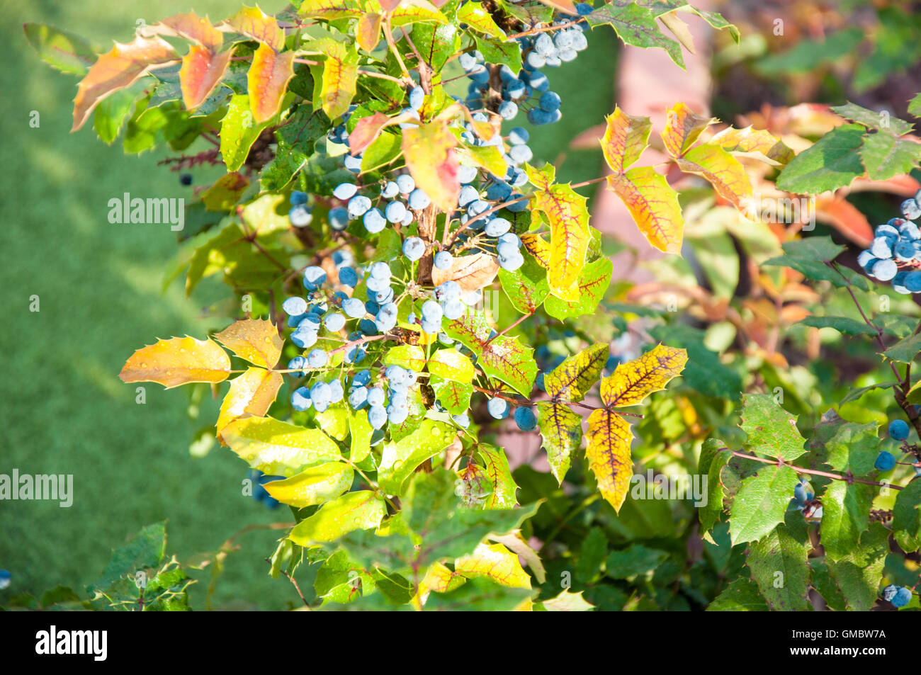 Blue-gray Berry mahonia in the summer garden Stock Photo - Alamy