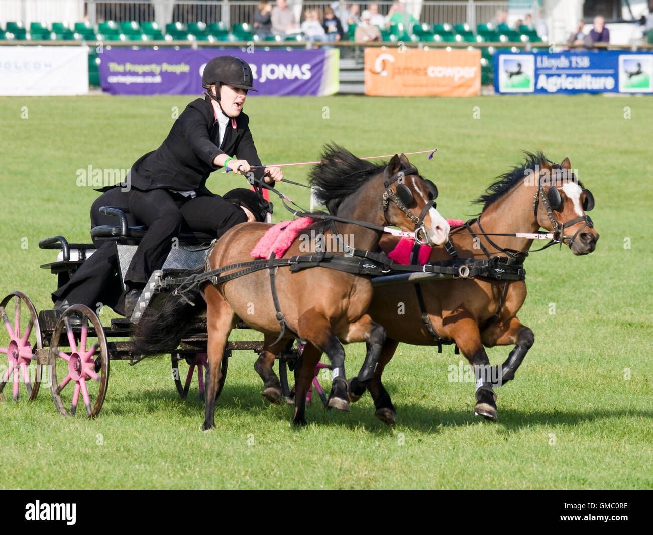 Pony and trap hi-res stock photography and images - Alamy