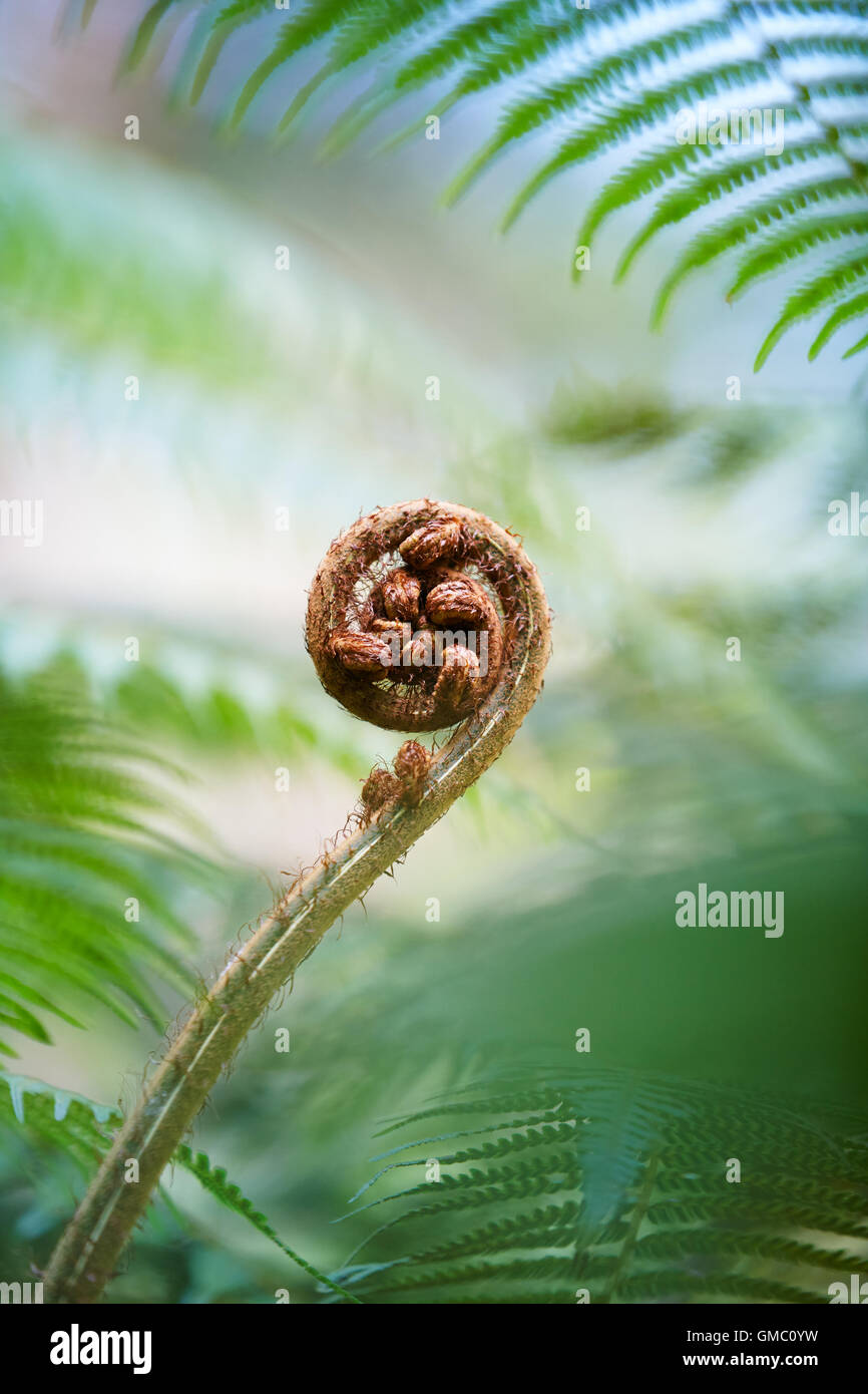 Fern plant new growth hi-res stock photography and images - Alamy