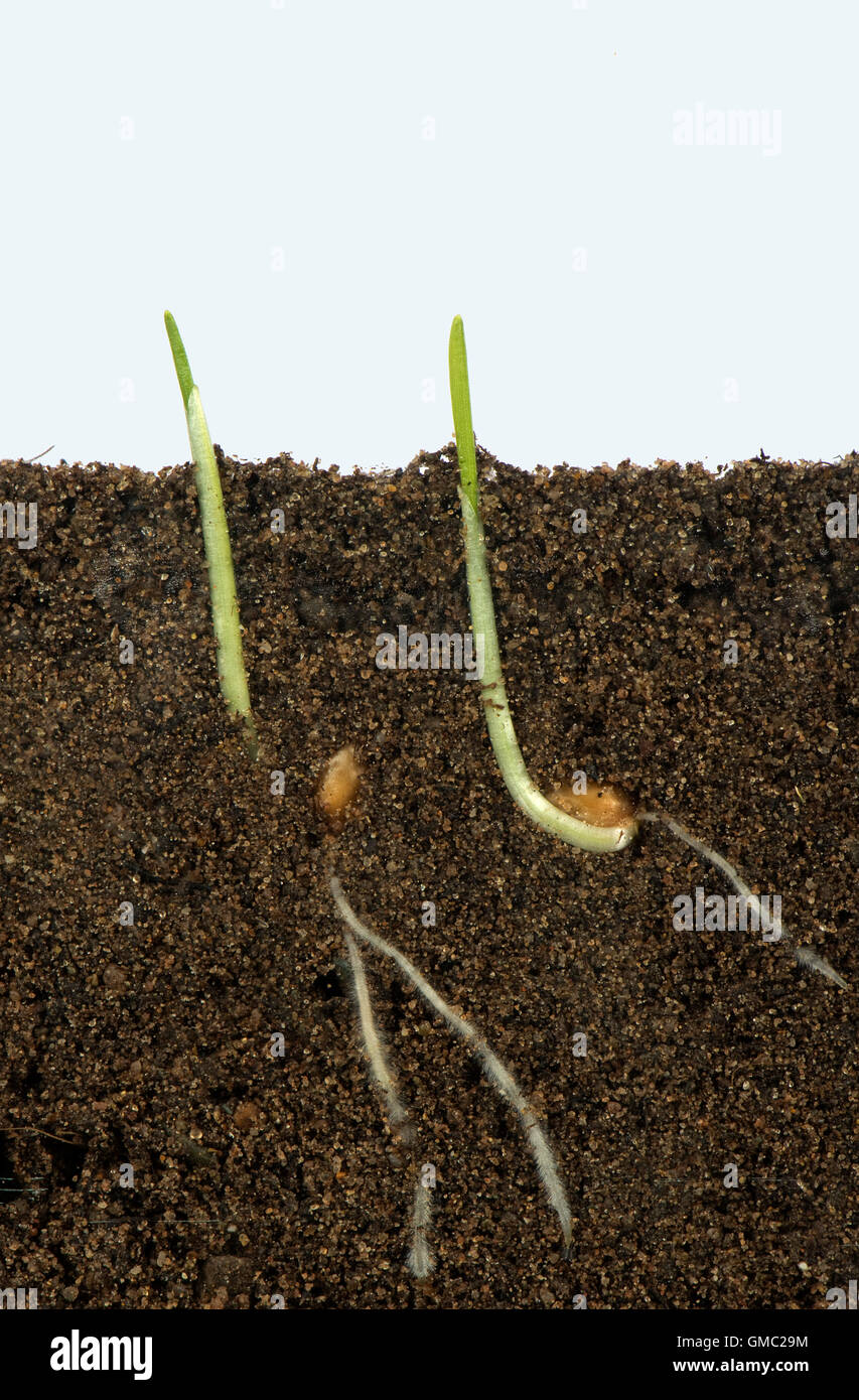 Germinating wheat seed growing in hi-res stock photography and images ...