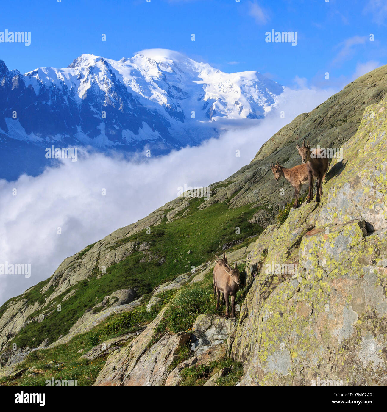 Ibex on the rocks with snowy peaks of Mont Blanc in the background ...
