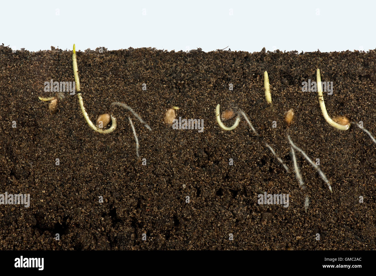 Germinating wheat seedlings hi-res stock photography and images - Alamy