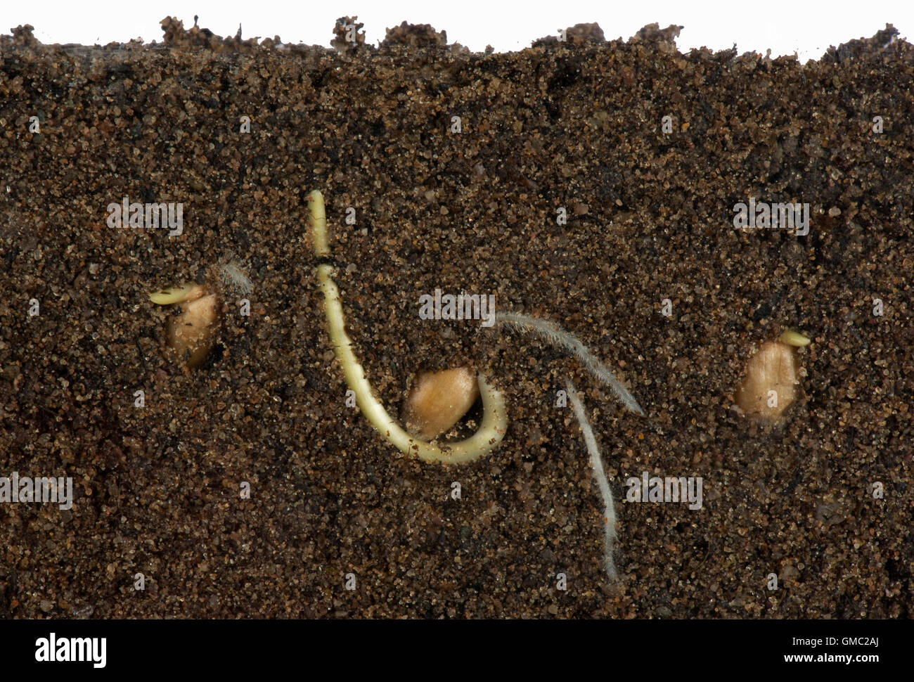 Germinating wheat seed root radicle hi-res stock photography and images ...