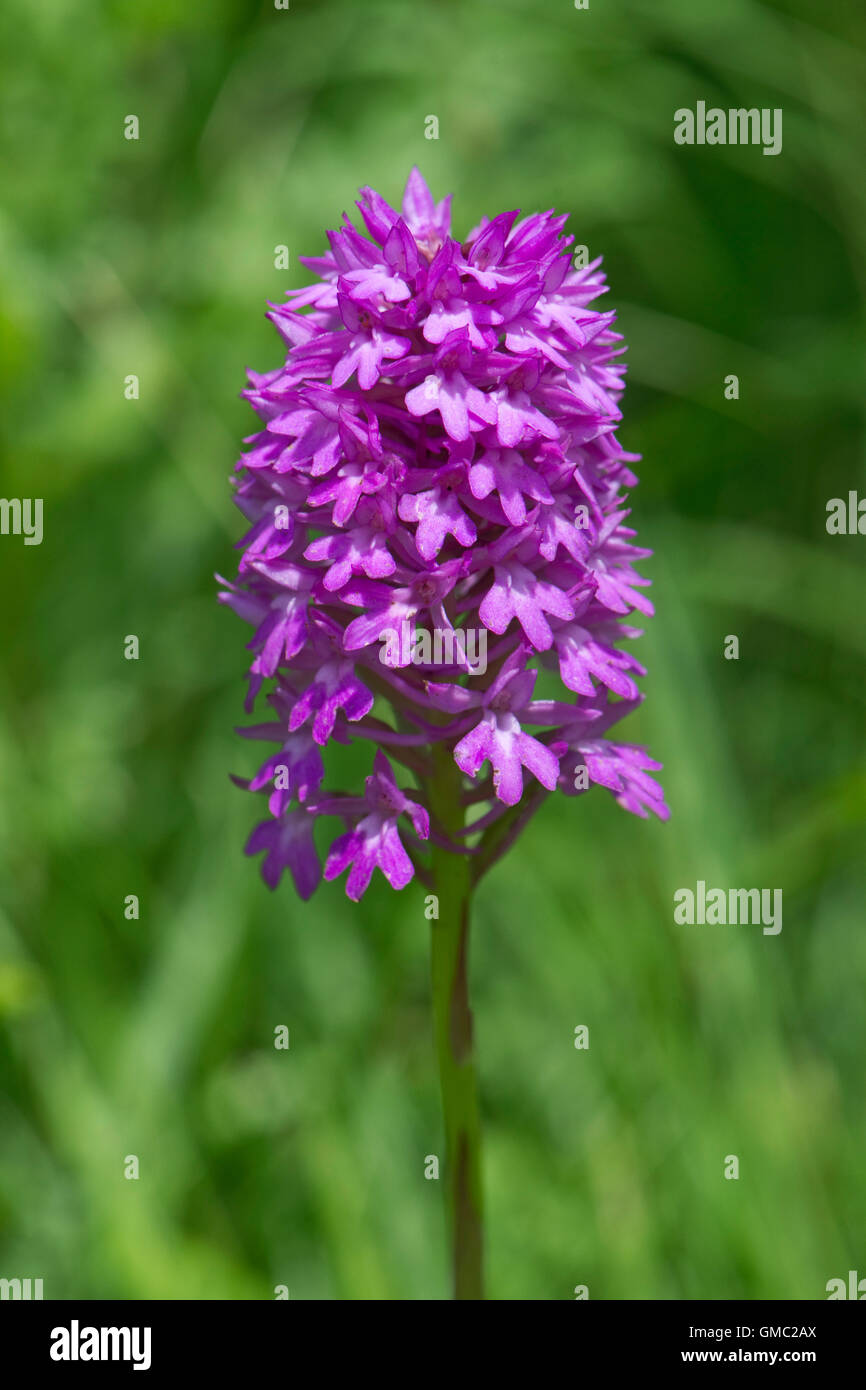 A pyramidal orchid, Anacamptis pyramidalis, with typical pyramid shaped ...