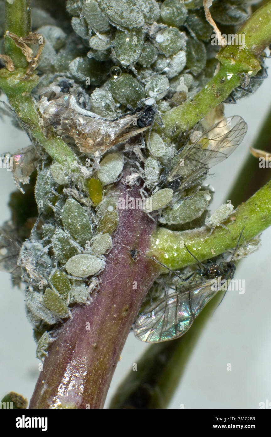 Mealy cabbage aphid, Brevicoryne brassicae, colony of females, alates ...