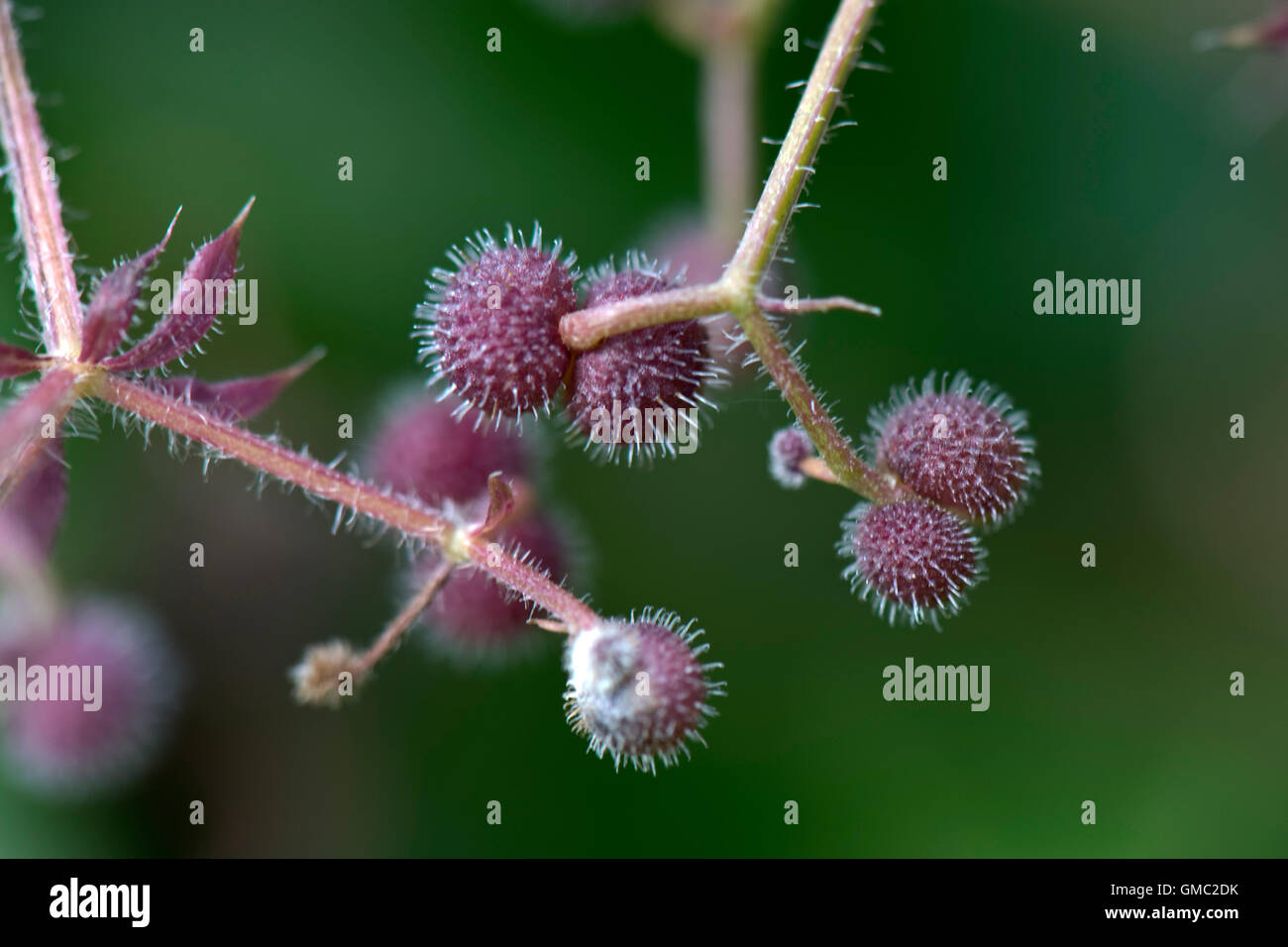 Annual dispersal High Resolution Stock Photography and Images - Alamy