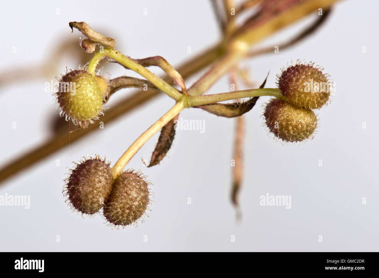 Seed dispersal by animals hi-res stock photography and images - Alamy