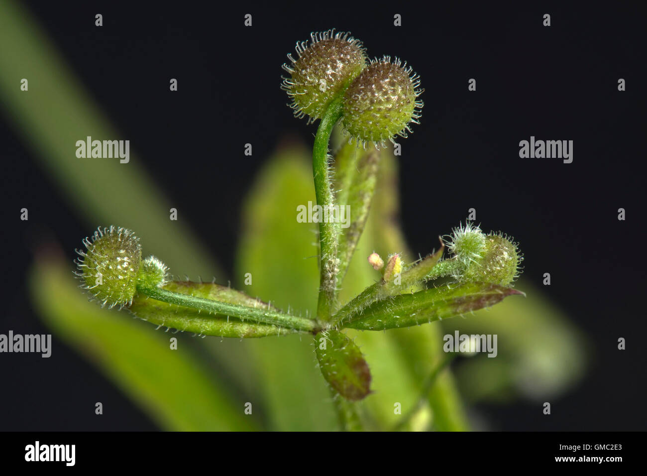 Fruit or burrs of cleavers, Galium aparine, with hooks that attach to ...
