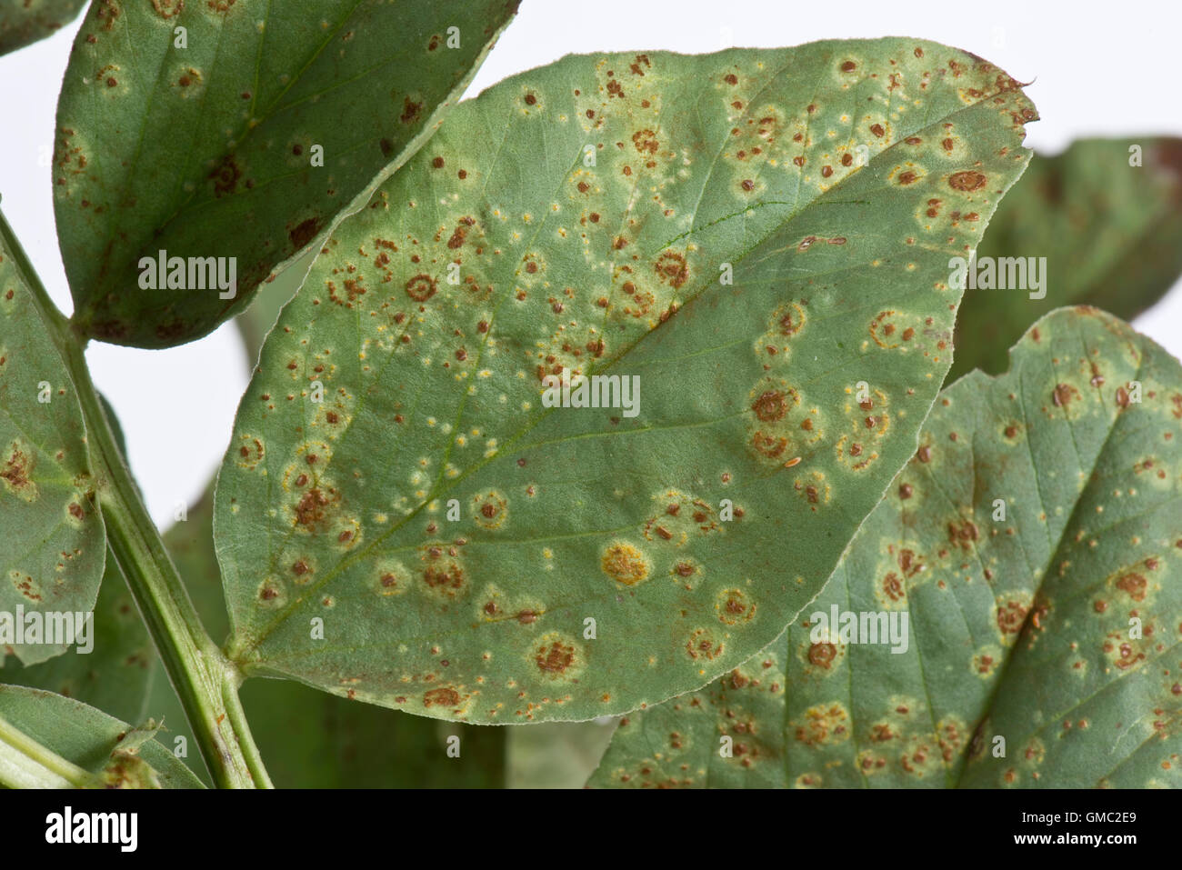 Faba or broad bean rust, Uromyces viciae-fabae, pustules on a broad ...