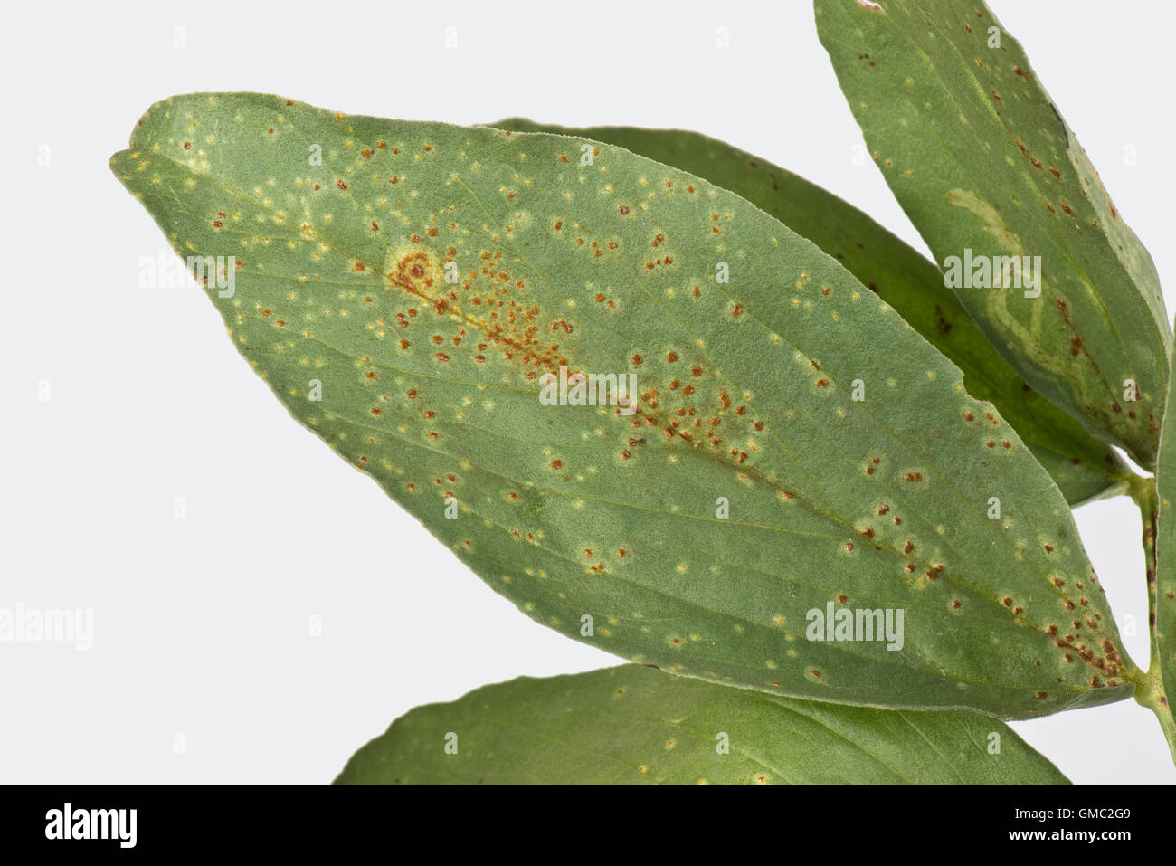 Faba bean disease hi-res stock photography and images - Alamy