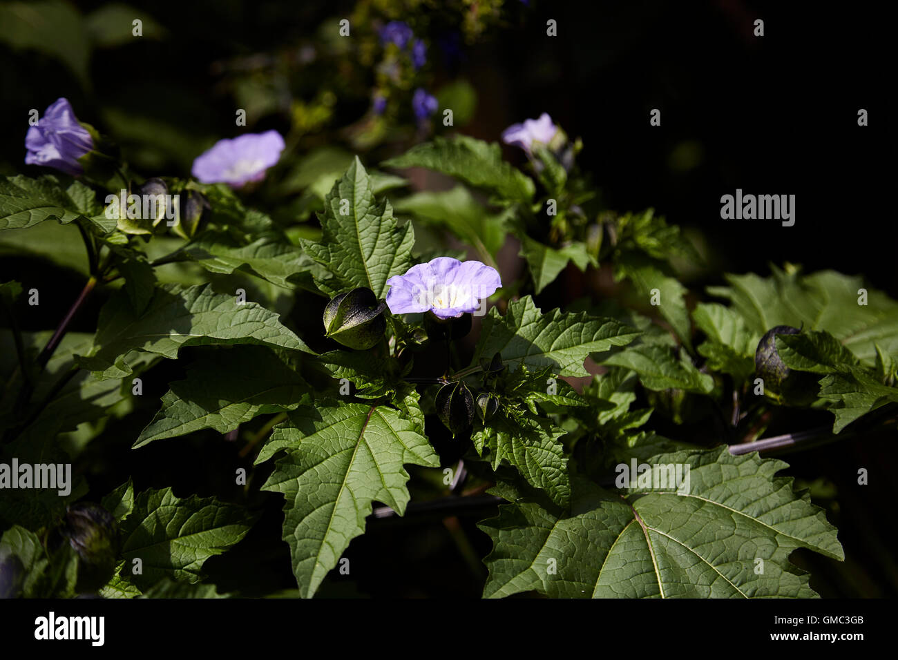 Nicandra blue bell shaped flower,sometimes known as Shoo fly plant ...