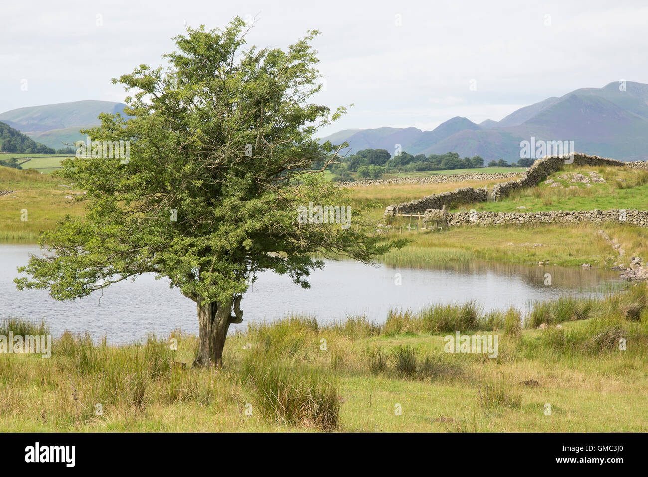 Tewet tarn hi-res stock photography and images - Alamy