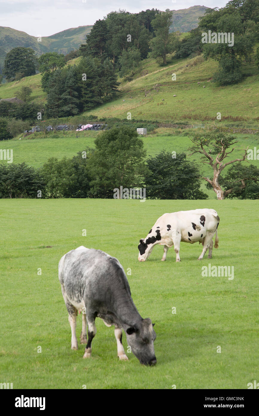 Cows in Field, Grasmere; Lake District; England; UK Stock Photo - Alamy