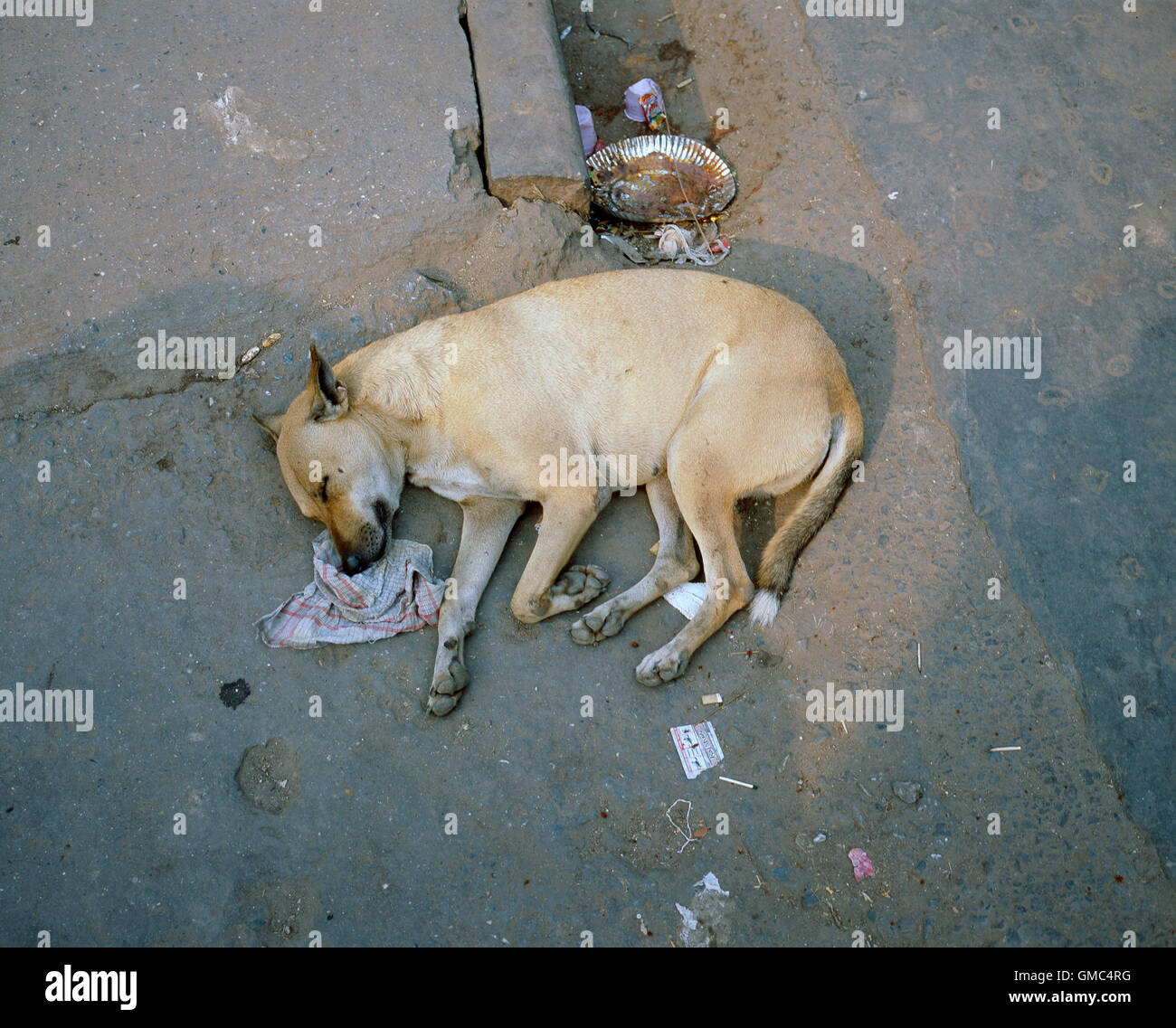Sleeping Stray Dog, Delhi India Stock Photo - Alamy