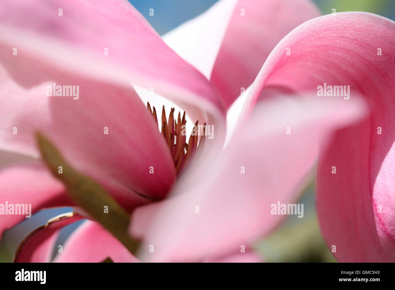 beautiful spring pink magnolia close up Jane Ann Butler Photography ...