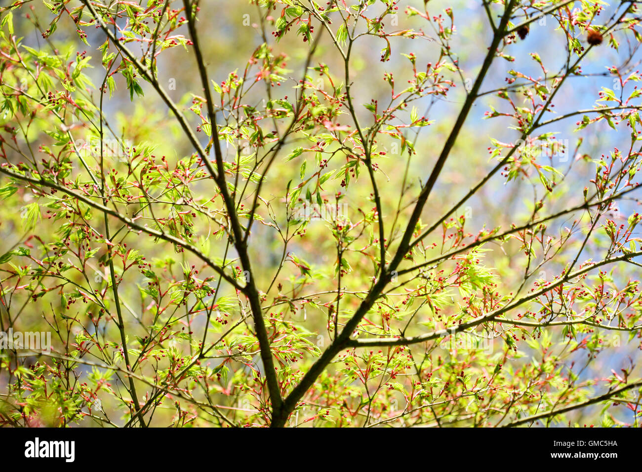 acer palmatum 'shinobuga oka' japanese maple - blue sky beautiful ...