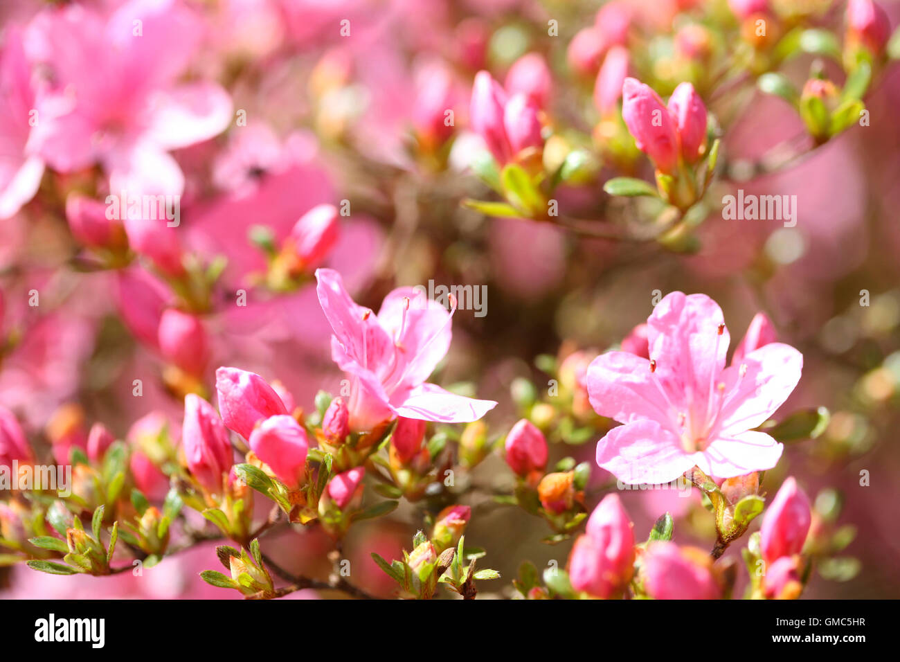 Spring flowers drenched in sunlight Jane Ann Butler Photography ...