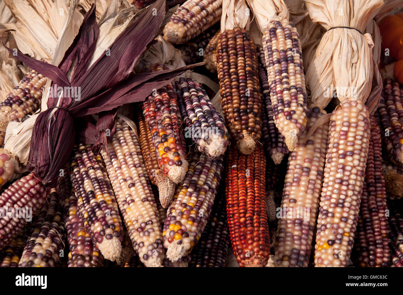 Fruits of maize hi-res stock photography and images - Alamy