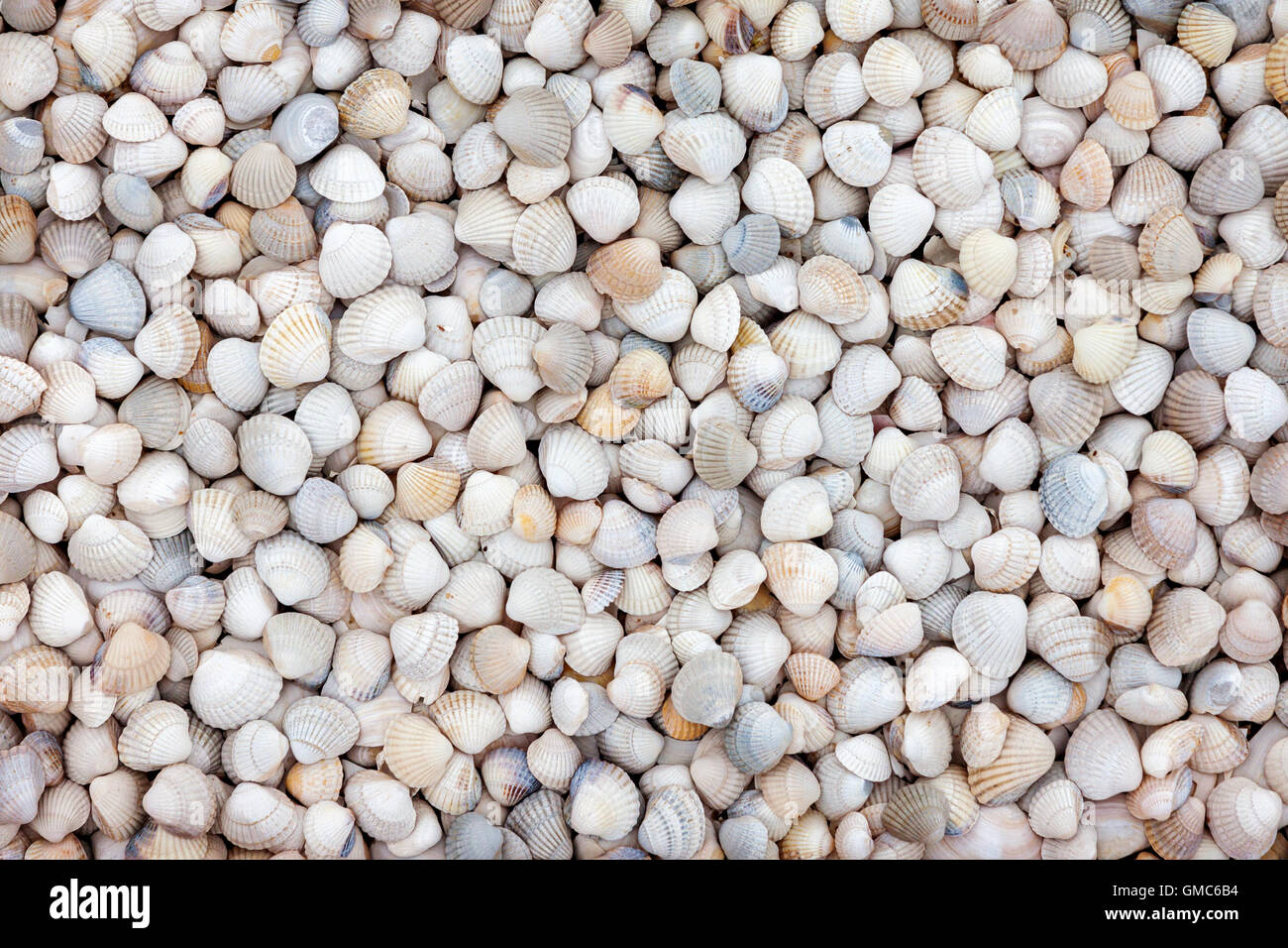 Natural background of small white sea shells Stock Photo - Alamy