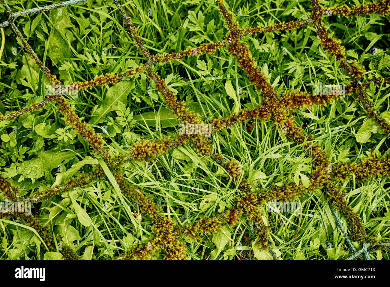 Green net background Stock Photo - Alamy