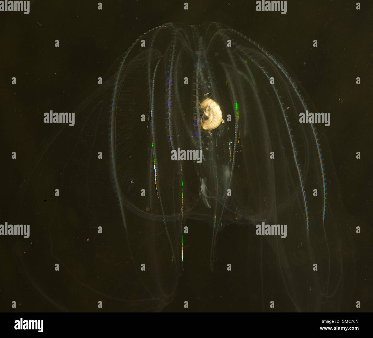 Colloblasts hi-res stock photography and images - Alamy