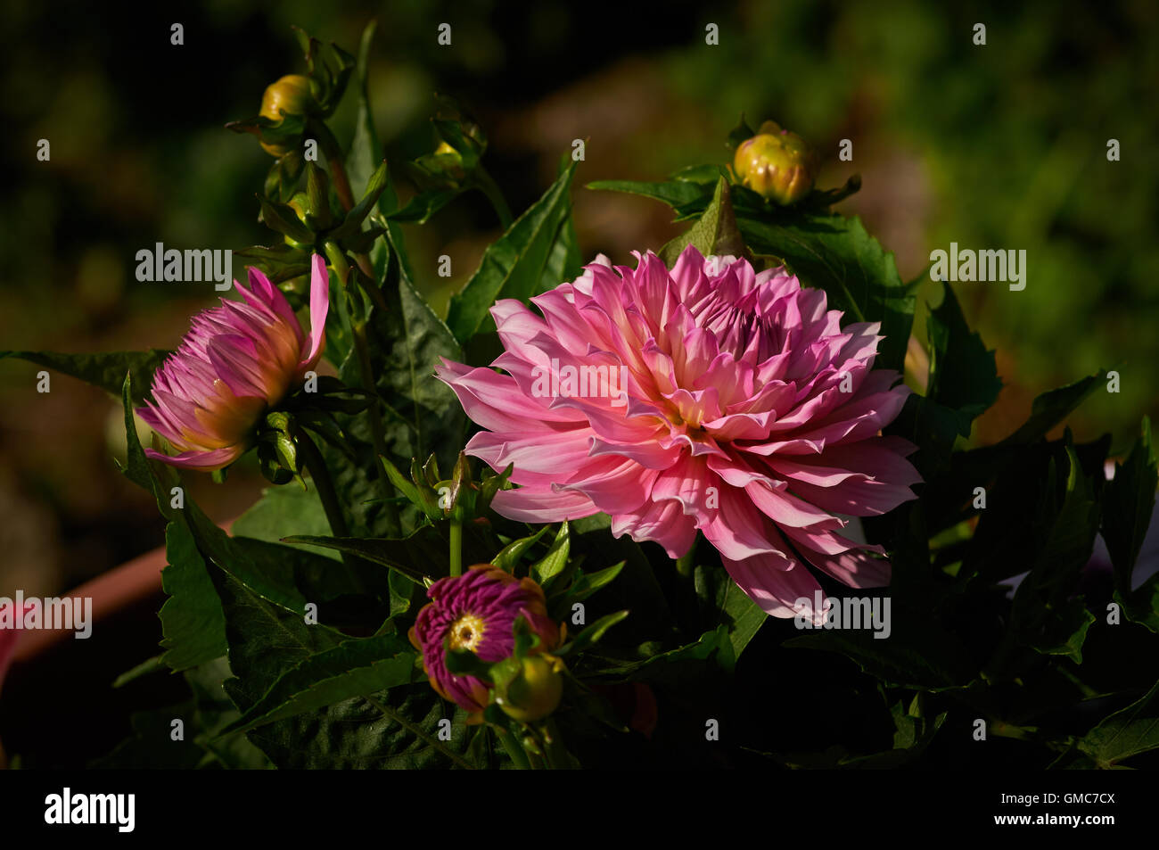 Photographing flowers hi-res stock photography and images - Alamy