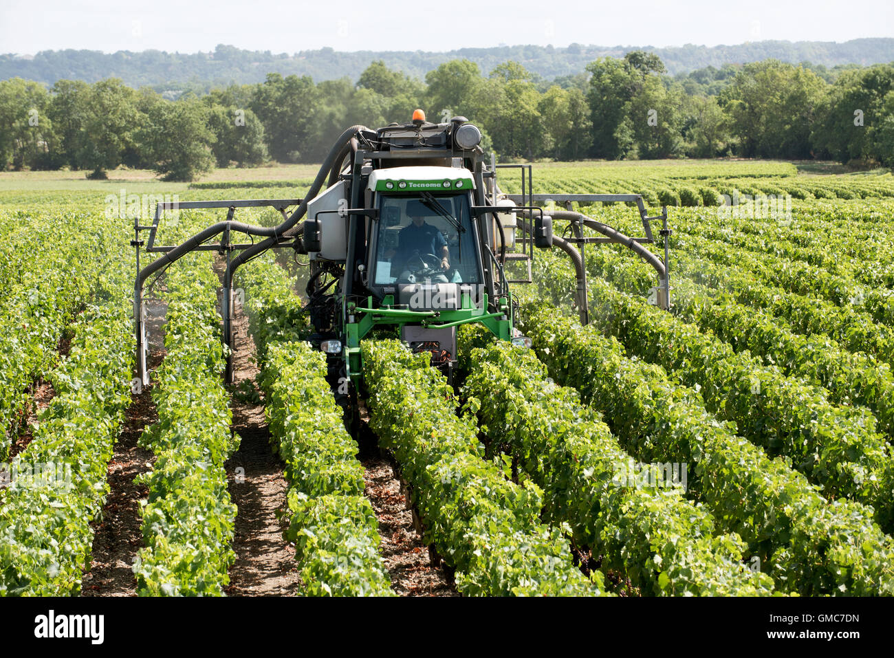 Medoc France - A straddle tractor spraying vines in the Medoc region of ...