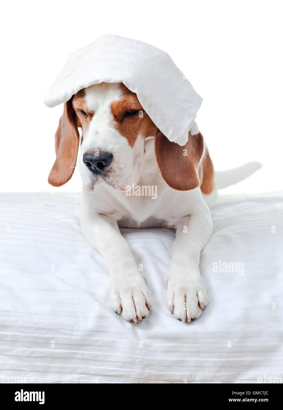 Very much sick dog , isolated on a white background Stock Photo - Alamy