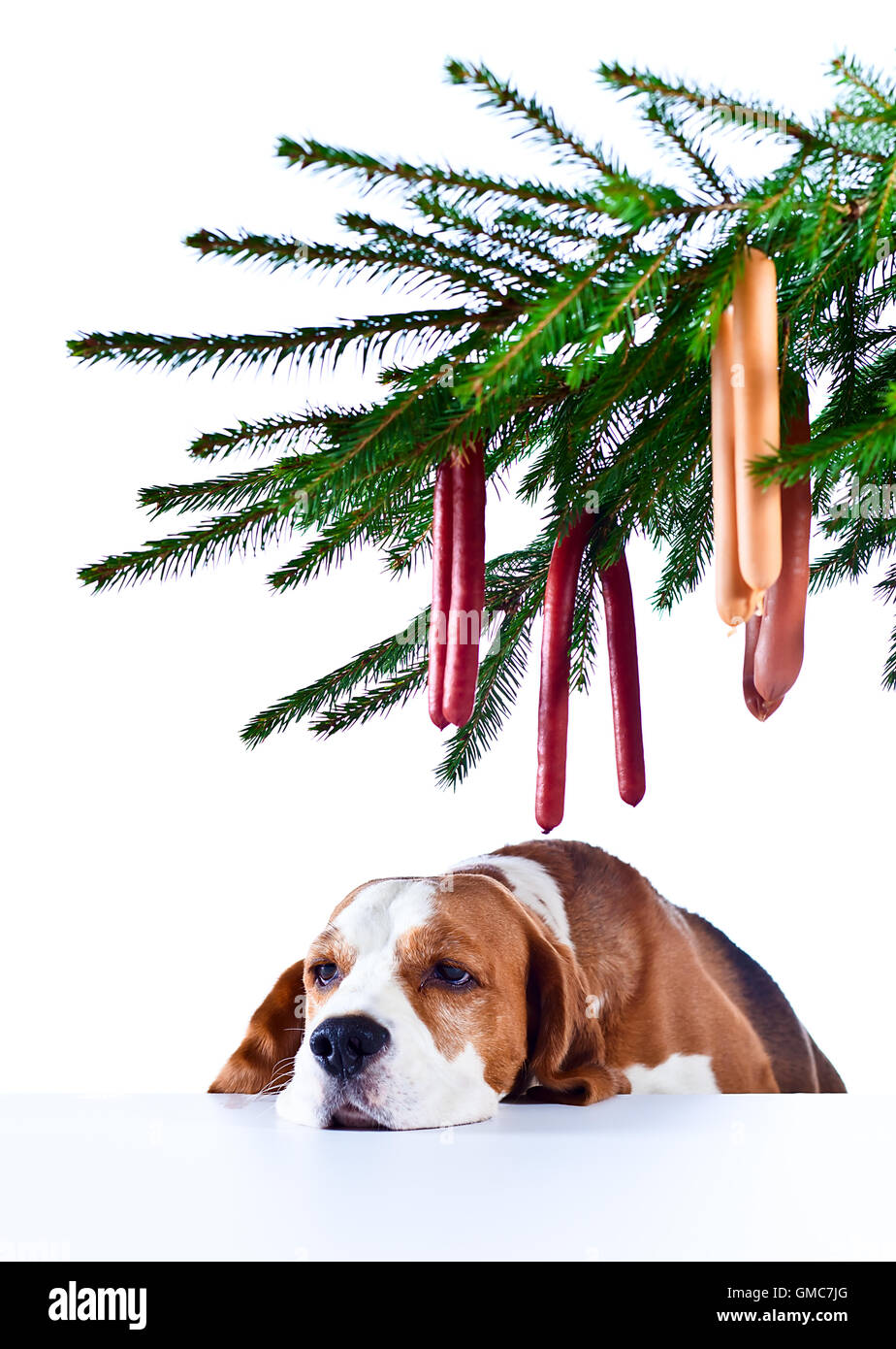 Sad holiday at a lonely dog ,isolated on white background Stock Photo ...