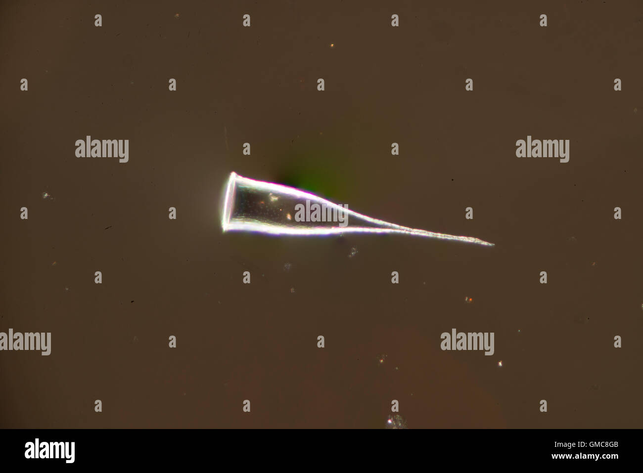 micro, sea animals from the Atlantic Stock Photo - Alamy