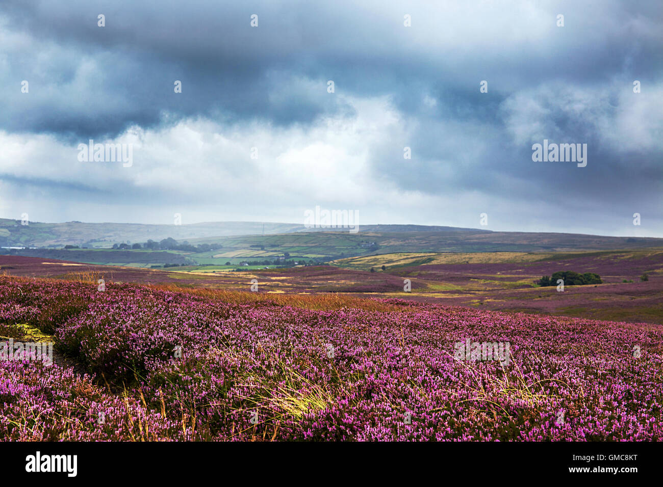 Moorland heather hi-res stock photography and images - Alamy
