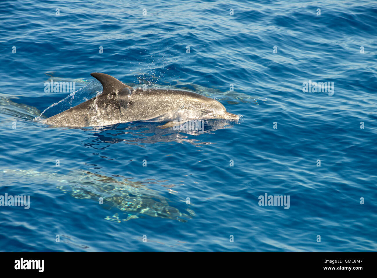 Atlantic spotted dolphin (Stenella frontalis), Madeira Stock Photo - Alamy