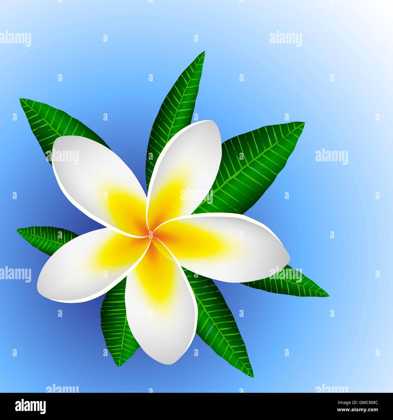 Delicate green yellow leaves on Stock Vector Images - Alamy