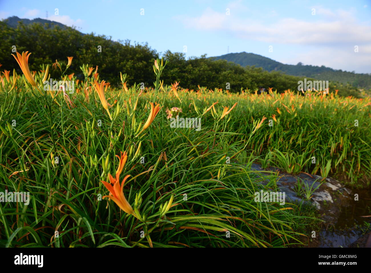Flower Plant Life Stock Photo - Alamy