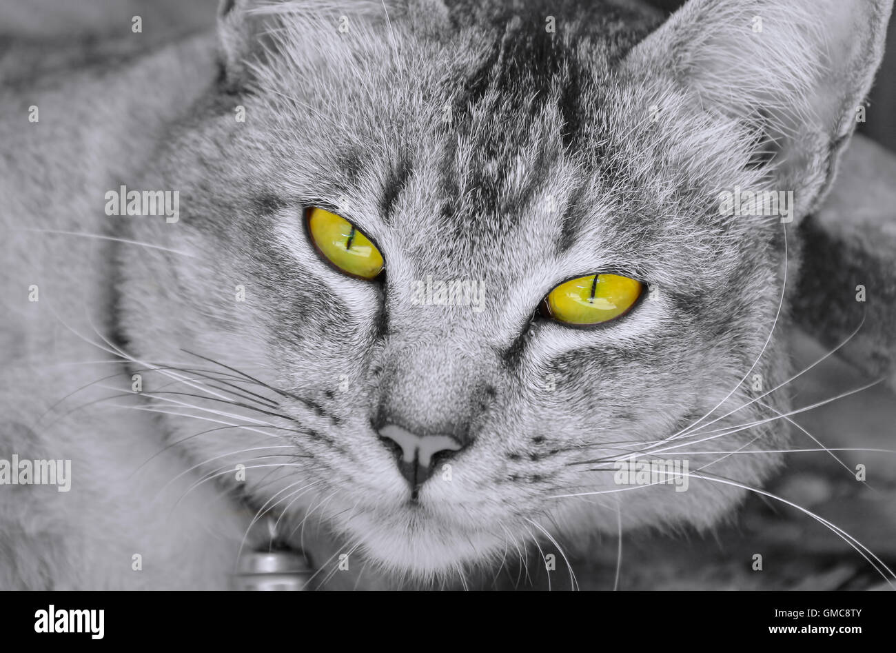 Cat mammals Pet a friend Stock Photo - Alamy