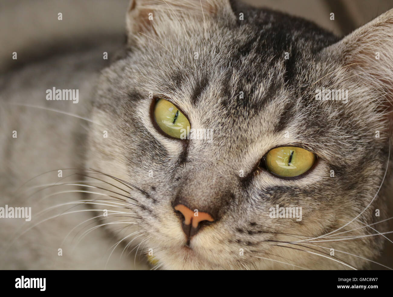Cat mammals Pet a friend Stock Photo - Alamy
