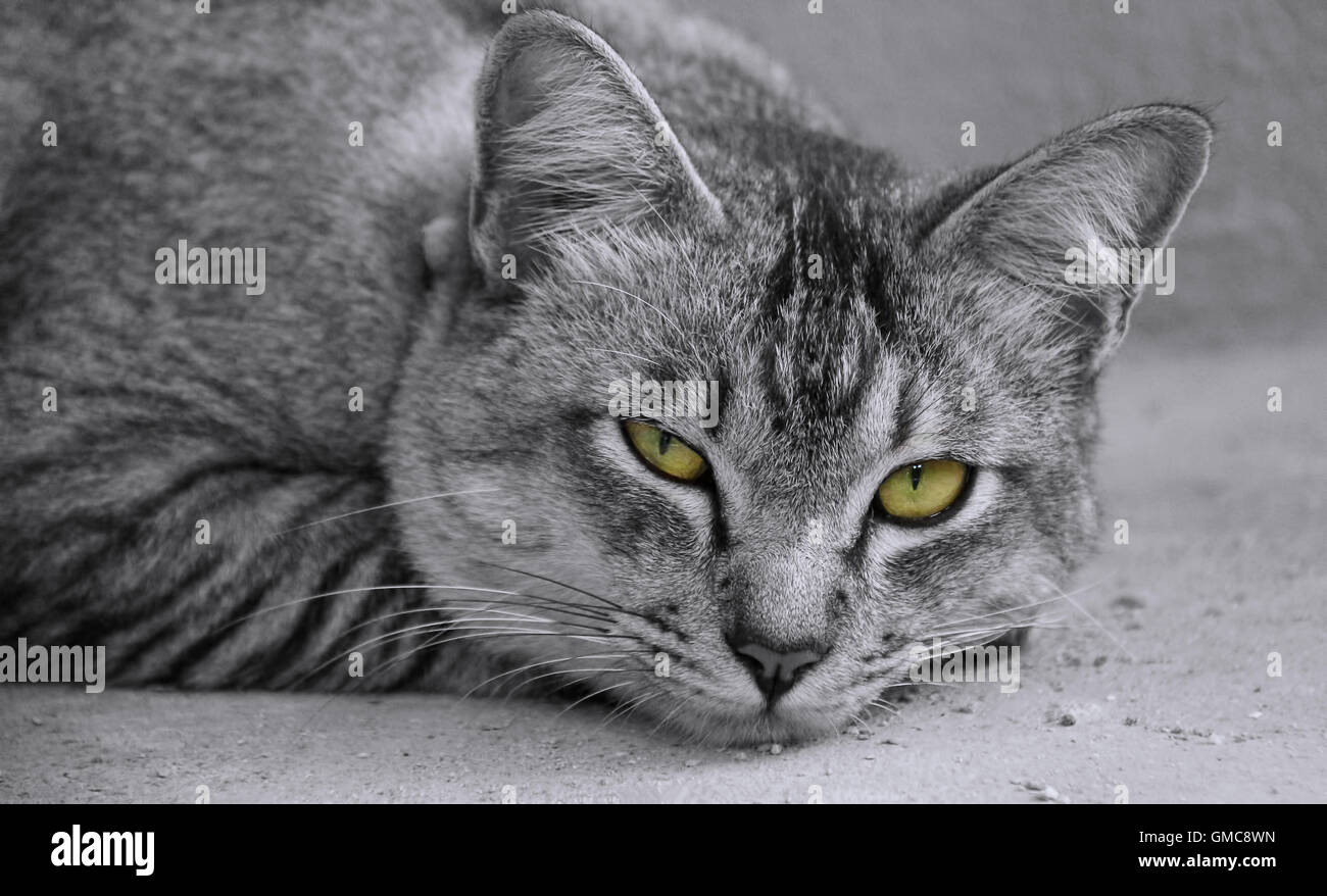 Cat mammals Pet a friend Stock Photo - Alamy