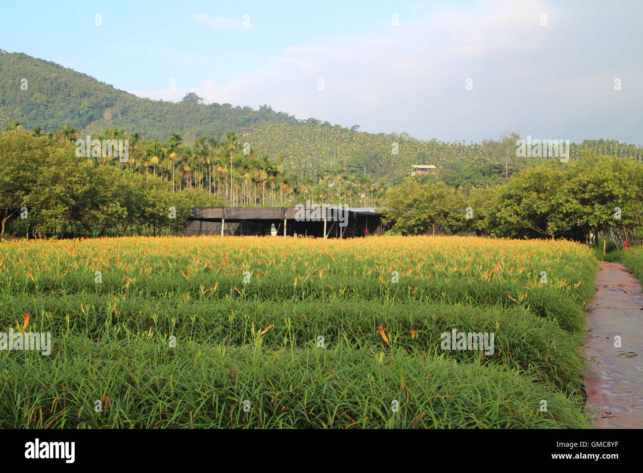 Flower Plant Life Stock Photo - Alamy