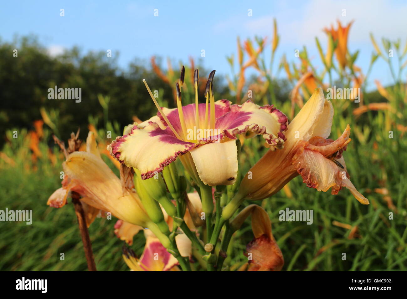Flower Plant Life Stock Photo - Alamy