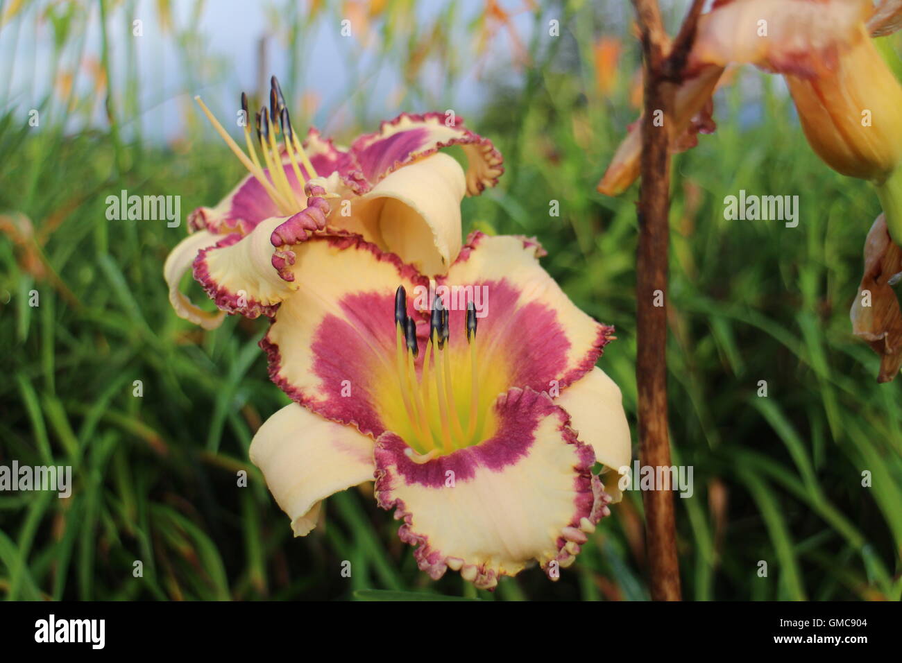 Flower Plant Life Stock Photo - Alamy