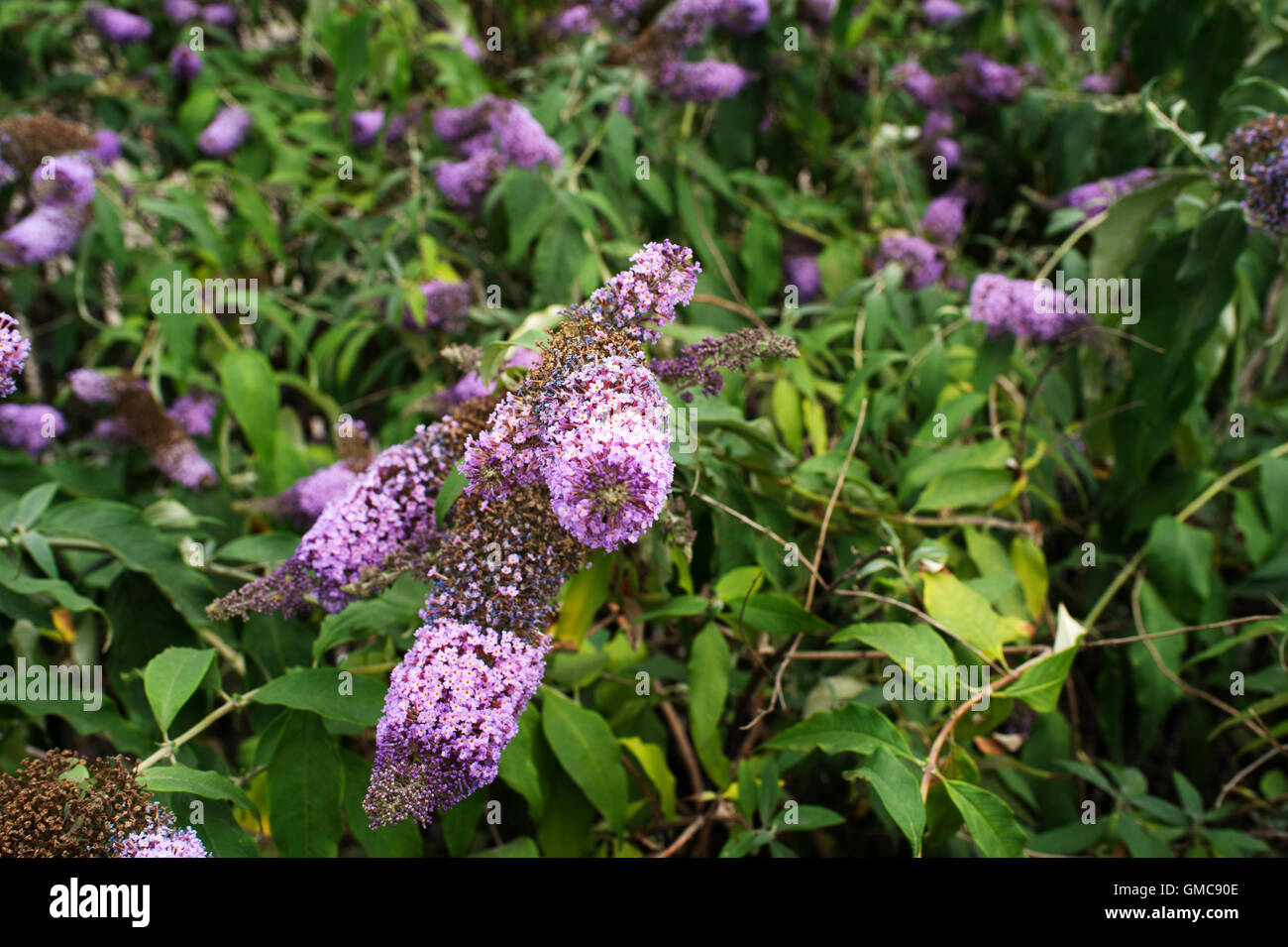 Waste ground weed hi-res stock photography and images - Alamy