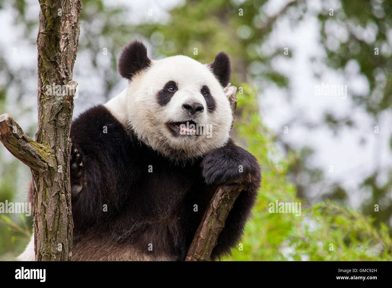 Giant panda wild hi-res stock photography and images - Alamy