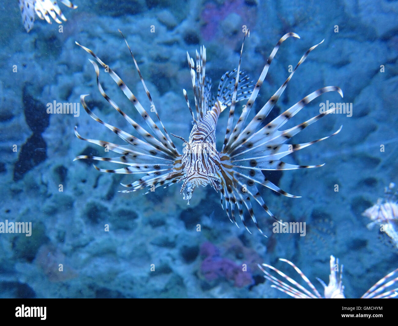 Vibrant marine fauna hi-res stock photography and images - Alamy