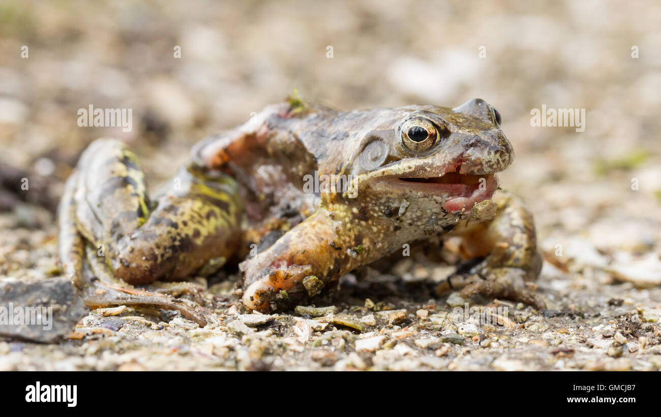 Macro of a dying frog isolated Stock Photo - Alamy